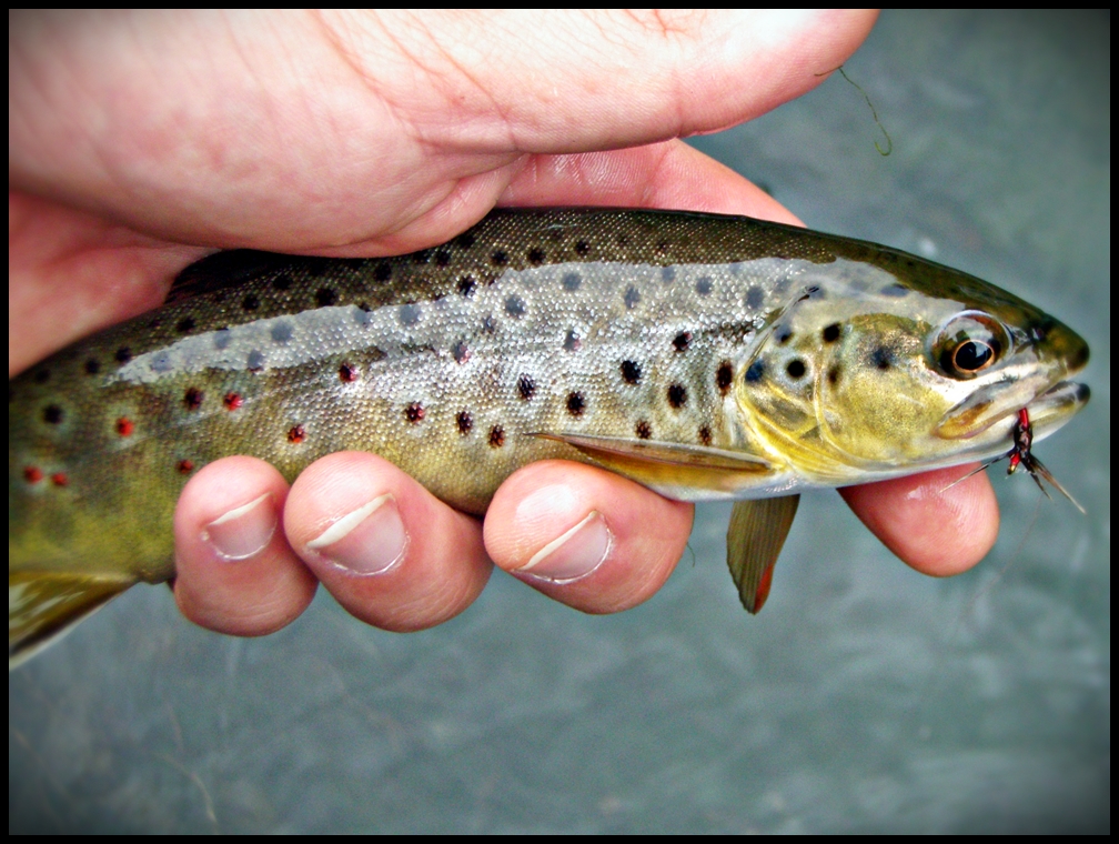 A Poem: The Curse of the Early Trout – Casting Around